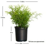 Expert Gardener Gold Mop Threadleaf False Cypress (2.5 Quart) Evergreen ...