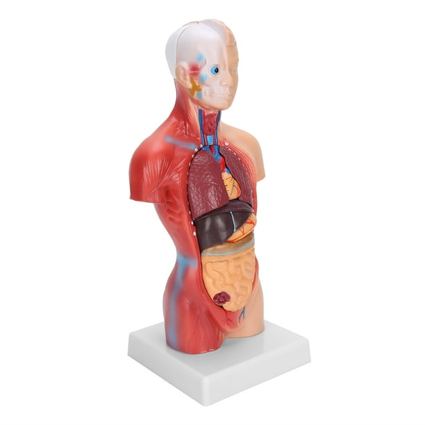 Teaching Internal Organs Model,28cm Human Torso Model Science Supplies ...