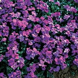 Burpee Whitewell Gem Aubrieta Flower Seed (1-Pack) - Walmart.com