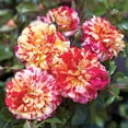 Heirloom Roses Red Grandiflora Rose Live Plants - Walmart.com