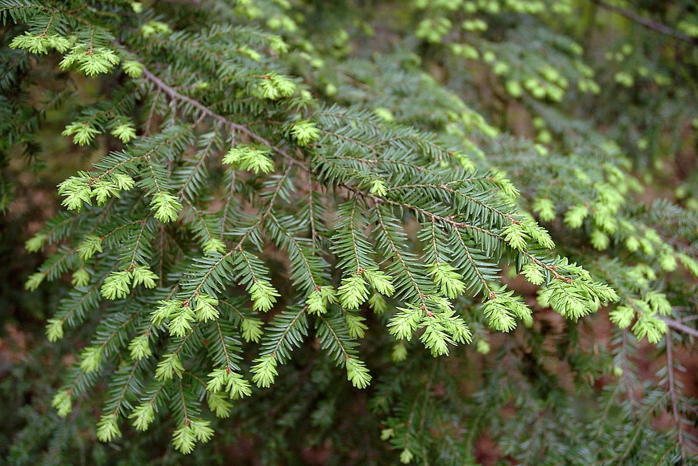 Canadian/Eastern Hemlock - Tsuga canadensis- Shrub/Tree/Bonsai - Quart ...