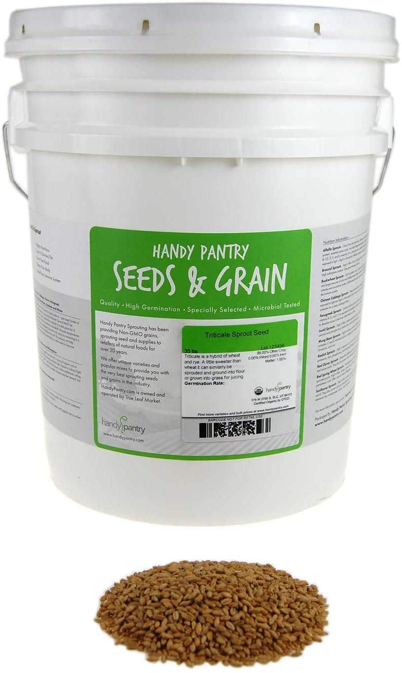 Organic Triticale Seeds- 35 Lbs- Triticale Grain Seed: Sprouting ...
