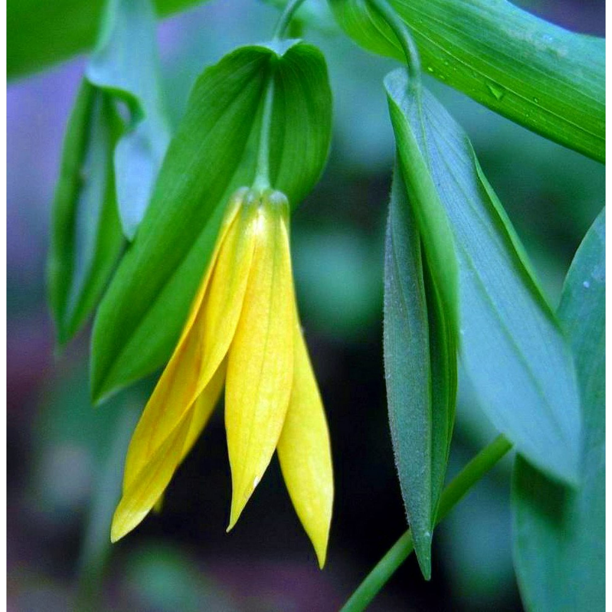 Uvularia Grandiflora
