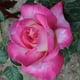Own-Root One Gallon California Dreamin'™ Hybrid Tea Rose by Heirloom ...