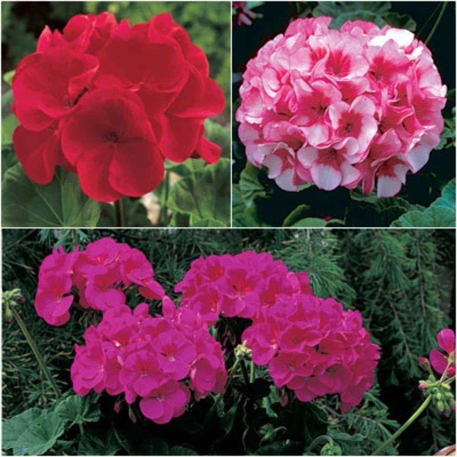 Geranium Maverick Collection F1 Seed - Walmart.com