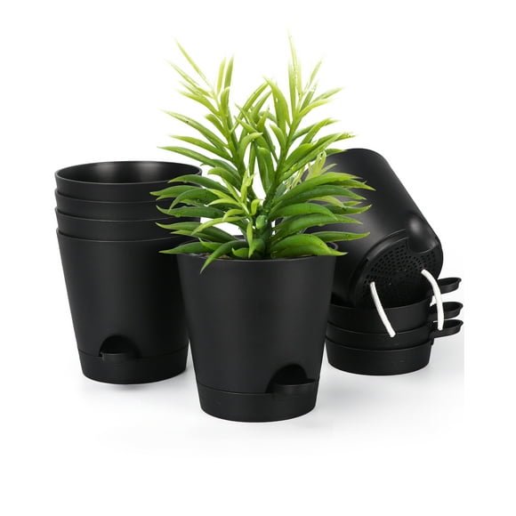 6 Inch Pots