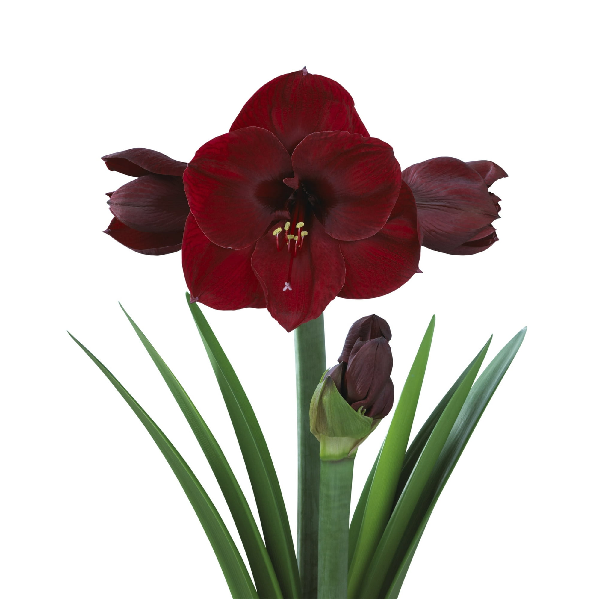 Click here for Tasc Amaryllis Minerva Indoor Upscale Round prices