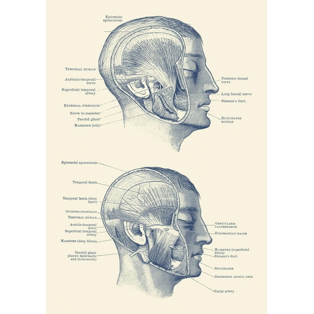 Face Anatomy Muscles