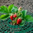 MOQIN 2024 New Strawberry Plant Supports Reusable Strawberry Holders ...