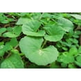 50 SPADELEAF Edible Coinwort Centella Asiatica Gotu Kola Herb Pink ...