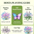 Variegated Butterfly Hostas Flowers Planting Mix-Iridescence-Beautiful ...