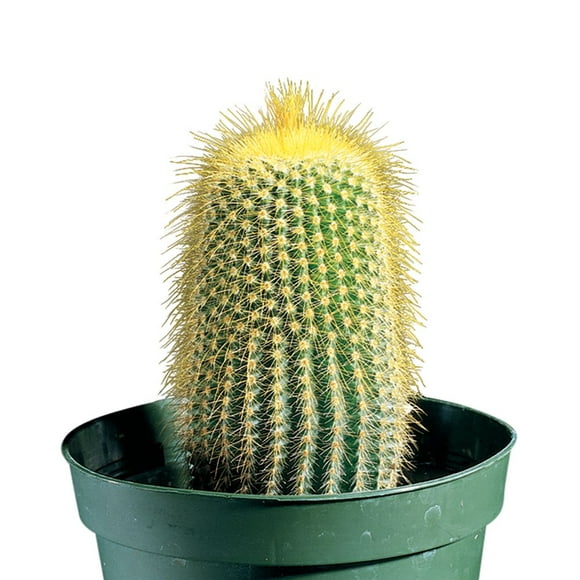 Bubble Cactus