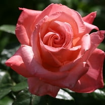 Dee-Lish® Hybrid Tea Rose by Heirloom Roses - Live Fragrant Rose Bush ...