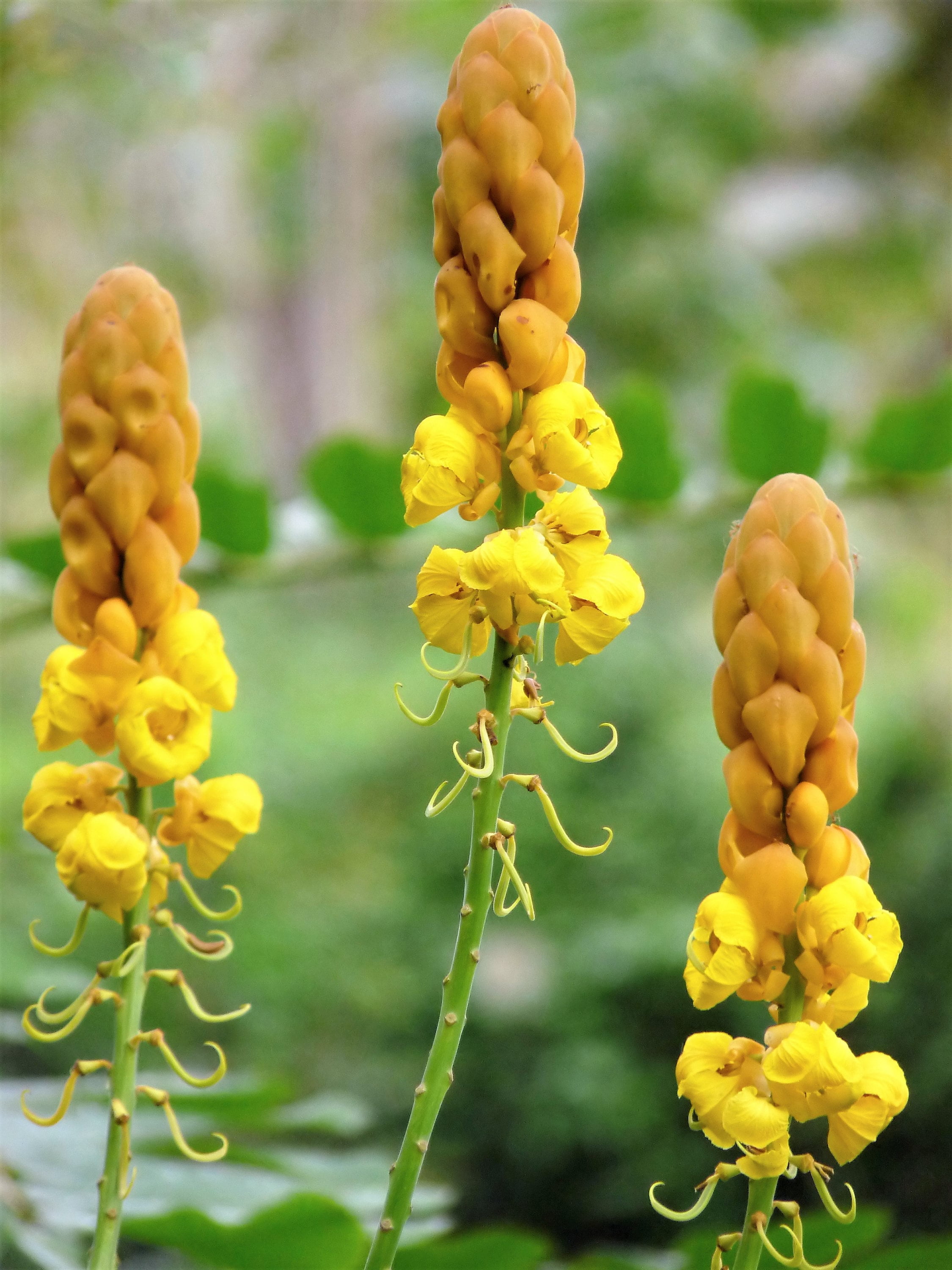 35 CANDLE BUSH Cassia Alata Senna Emperor's Candletree Empress ...