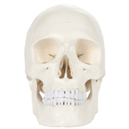 Axis Scientific Heart Model, 2-Part Deluxe Life Size Human Heart ...