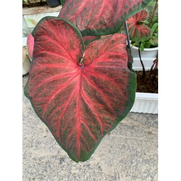 Blue Buddha Farm: Garden Center Pink Symphony Caladium - 2 Bulbs ...