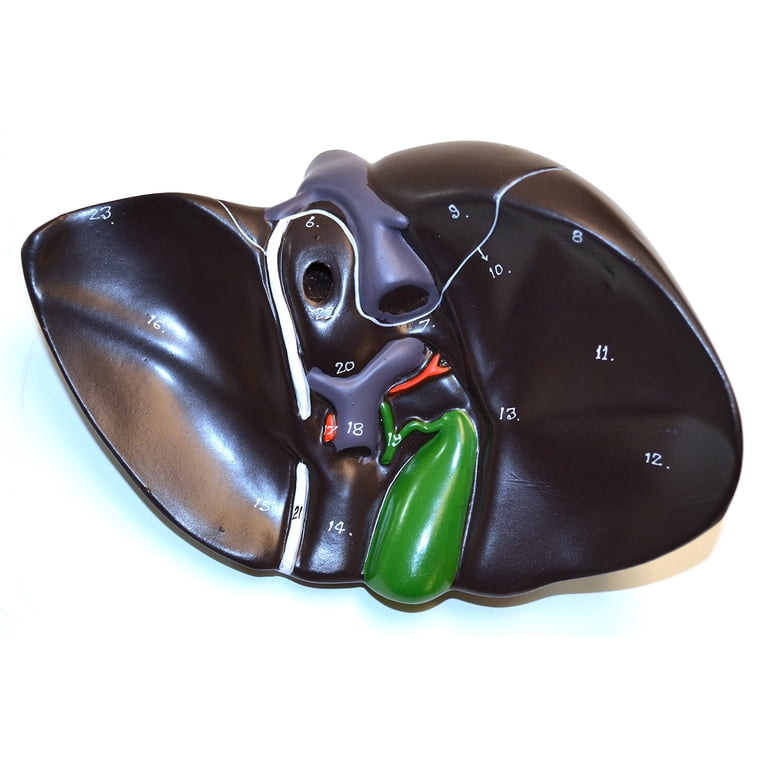 Liver Model