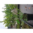 Mini Blues Blueberry Bush - Live Plant - ( 2.5 QT ) - Walmart.com