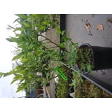 Mini Blues Blueberry Bush - Live Plant - ( 2.5 QT ) - Walmart.com