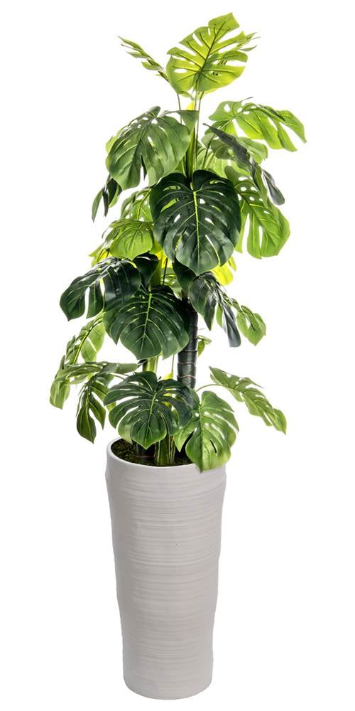 Tall Monstera Ceriman in Fiberstone Planter - Walmart.com