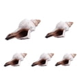 3"-7" Natural Conch Shells Normal / Large Seashells for Beach Theme ...