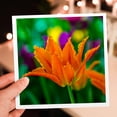 3drose, Wide Opened Fringed Tulip Flower of Orange Color. Festive ...