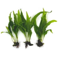 10 Species Live Aquarium Plants Package - Microsorum Java Fern, Swords ...