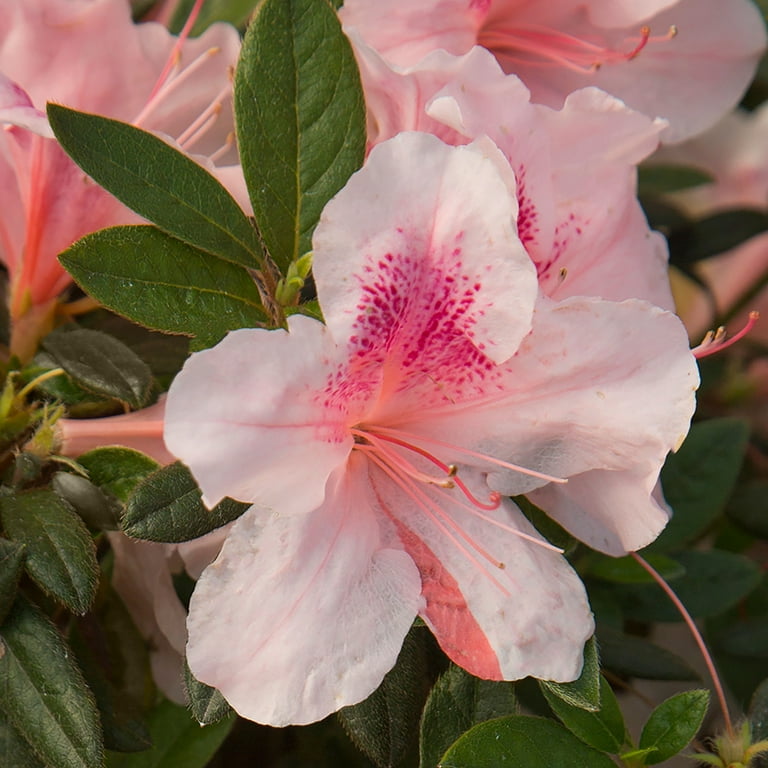 Encore Azalea Rouge