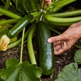 Burpee Organic Fordhook Zucchini Summer Squash Vegetable Seed, Dark ...