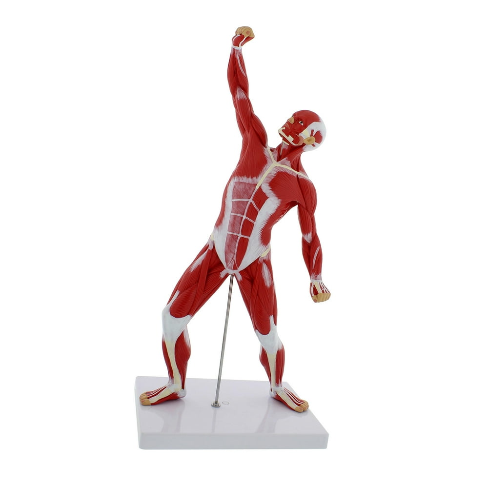 MonMed | Human Muscle Model – 20” Inch Mini Muscle Figure Muscular ...
