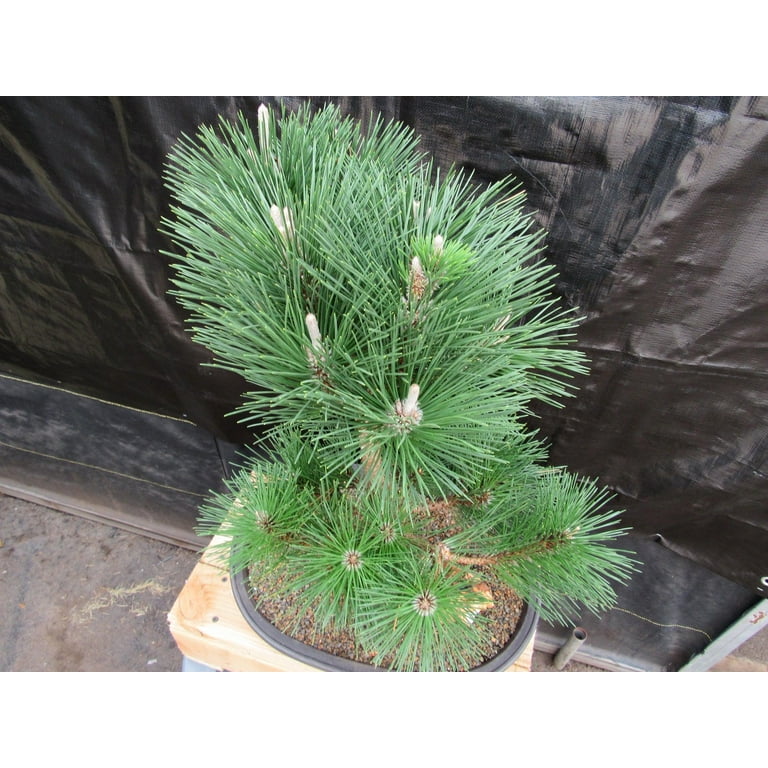 37 Year Old Thunderhead Japanese Black Pine Specimen Bonsai, 49% OFF