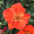 Heirloom Roses - Tawny Tiger Floribunda Rose Bush - Walmart.com