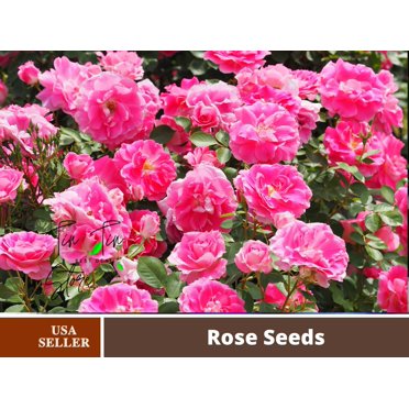 PEMDASGARDEN 30 Rare Blue Climbing Rose Bush Seeds, 3-4 Feet, Hardy ...