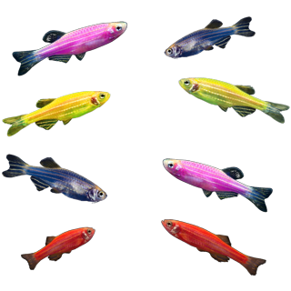 Fish Walmart Sells