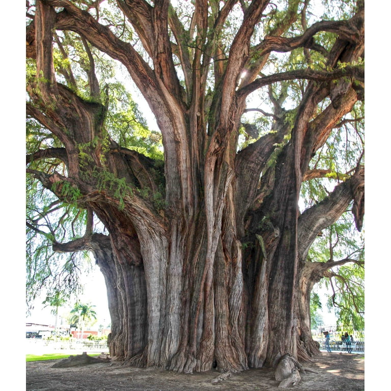 Montezuma Cypress Drawing