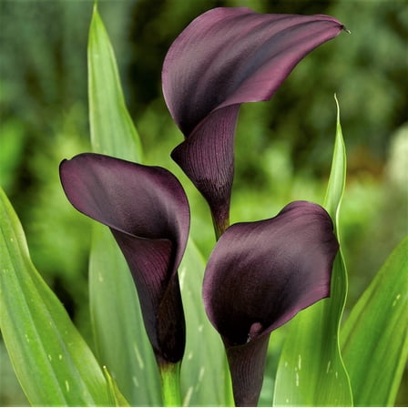 Easy to Grow Calla Garnet Glow 3 Plant Bulbs, Deep Pink Blooms Summer ...
