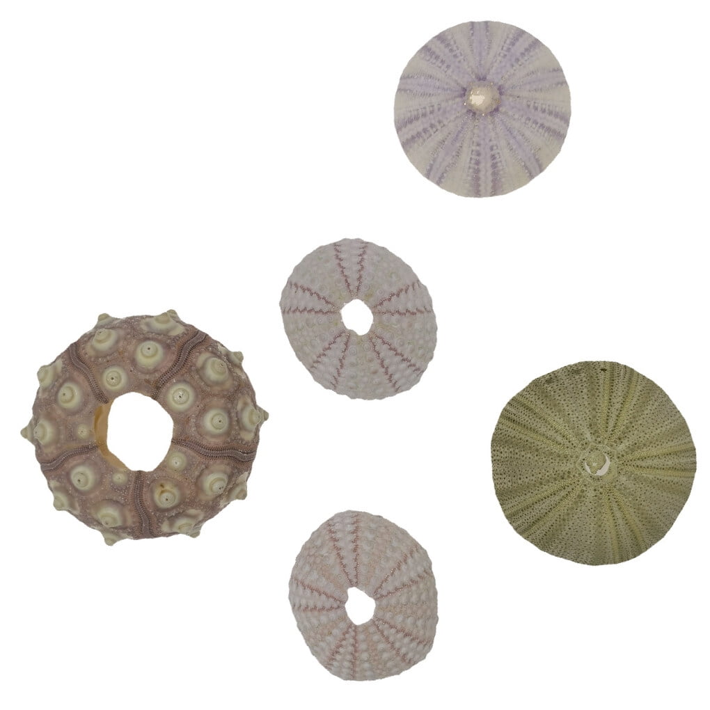 Click here for Facefd 5pcs Sea Snail Hanging Pot Prop Household S... prices