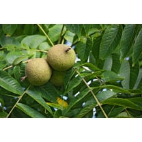 CZ Grain - 3 Live Black Walnut Tree Seedlings for Landscaping & Fruit ...