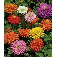 50 Pack, Carousel Mix Zinnia Elegans, Bicolor Flower Seeds in Mixed ...