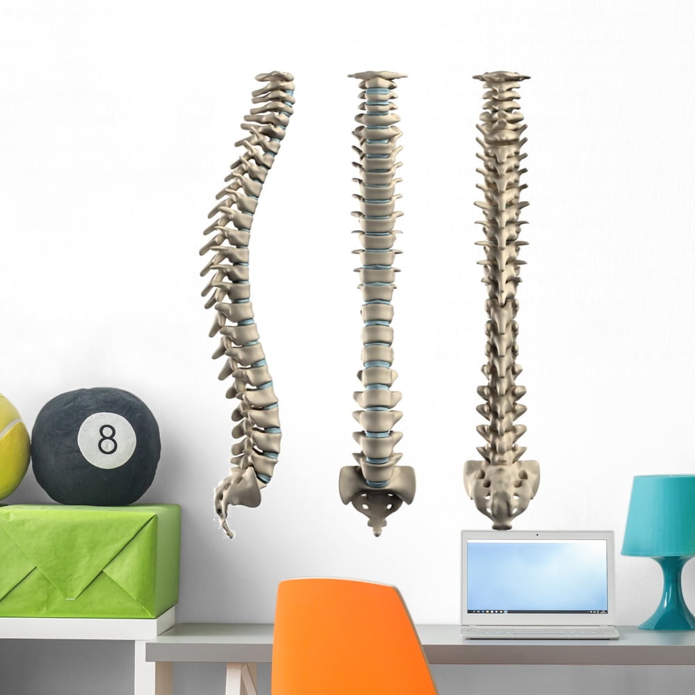 Human Spine with Disc Wall Decal by Wallmonkeys Peel and Stick Graphic ...