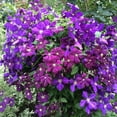 Clematis Plants. Attracts A Variety Of Insects, Clematis Vine Plant ...