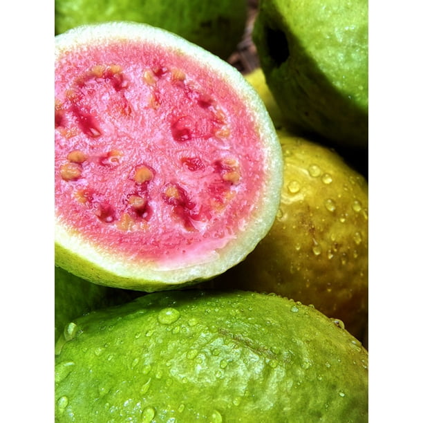 Pink Guava Plant - Psidium Guajava - Live Plant - Walmart.com - Walmart.com