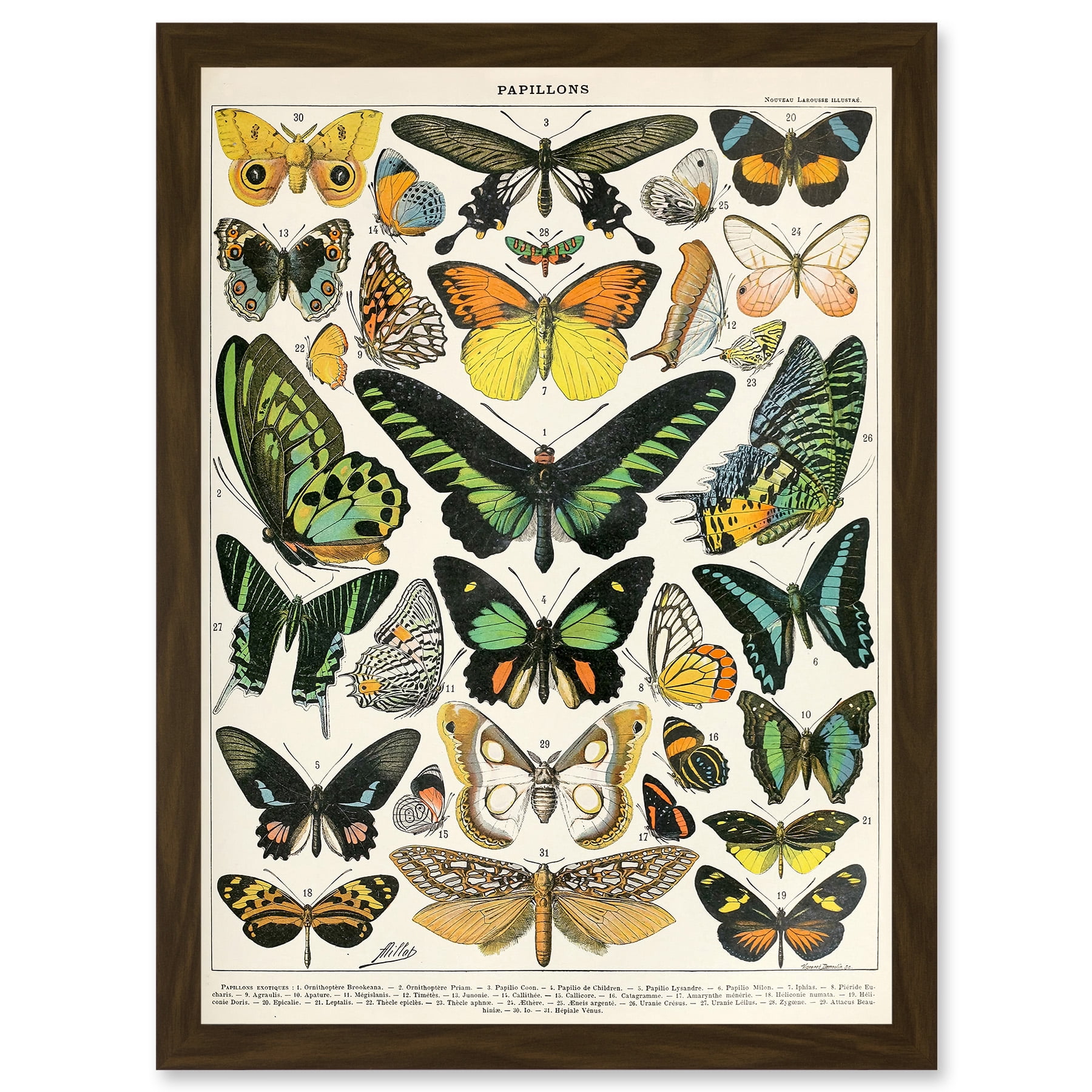 Moths Butterflies Lepidopterists A4 Artwork Framed Wall Art Print ...