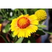 Gaillardia x Grandiflora Mesa Red Blanket Flower Drought Tolerant ...