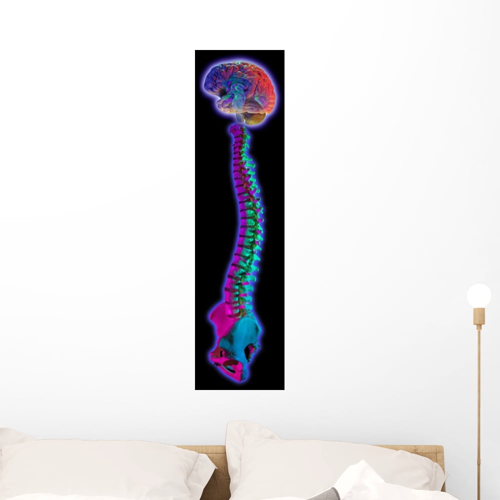 Brain and Spine Black Wall Mural by Wallmonkeys Peel and Stick Graphic ...