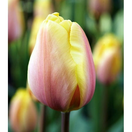 Indian Summer Triumph Tulip 10 Bulbs - Multi Colored - 12/+ cm Bulbs ...