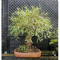 Weeping Willow Bonsai Live Tree, Ready to Plant Dwarf - Walmart.com