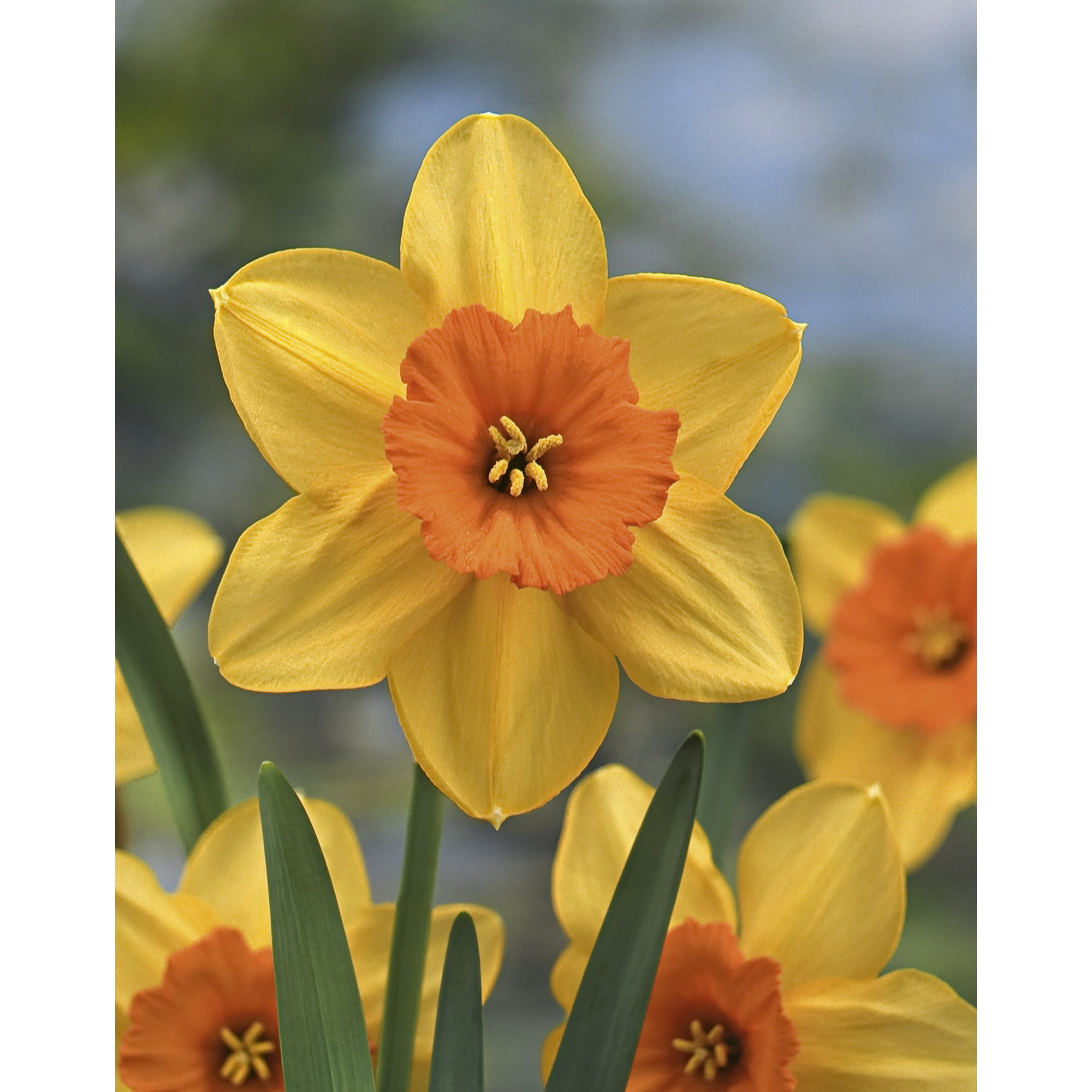 Click here for Tasc Narcissi Large-Cupped Red Devon prices