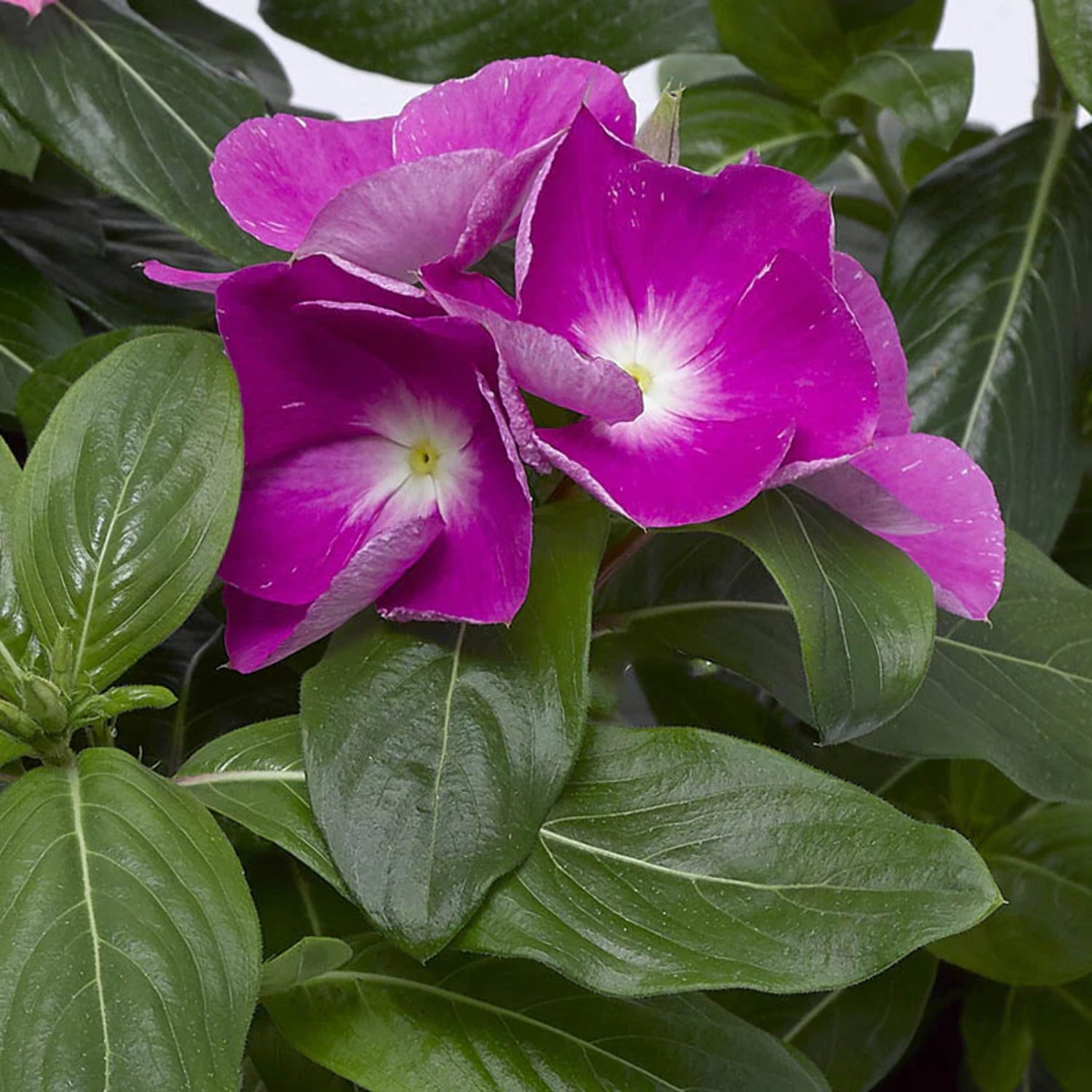 Vinca Cora XDR Magenta Halo F1 Seed - Walmart.com