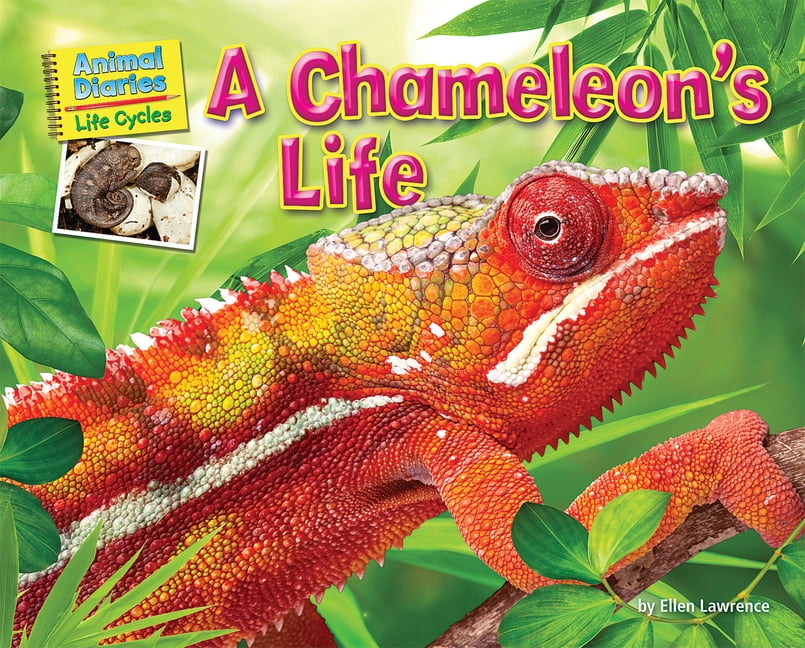 Animal Diaries: Life Cycles: A Chameleon's Life (Paperback) - Walmart.com